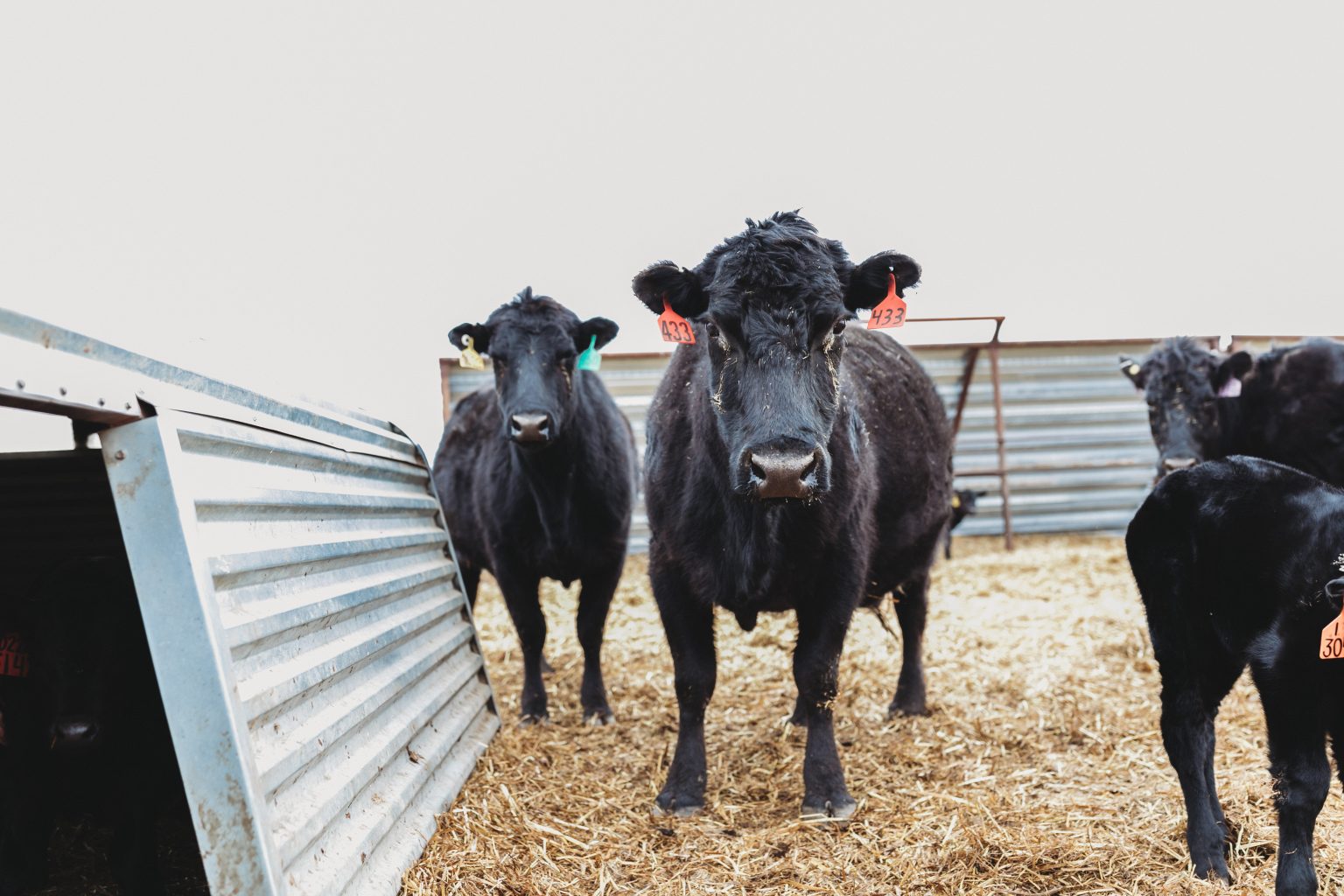 5 Ways We Optimize Cow Health - Food Comes From Families®