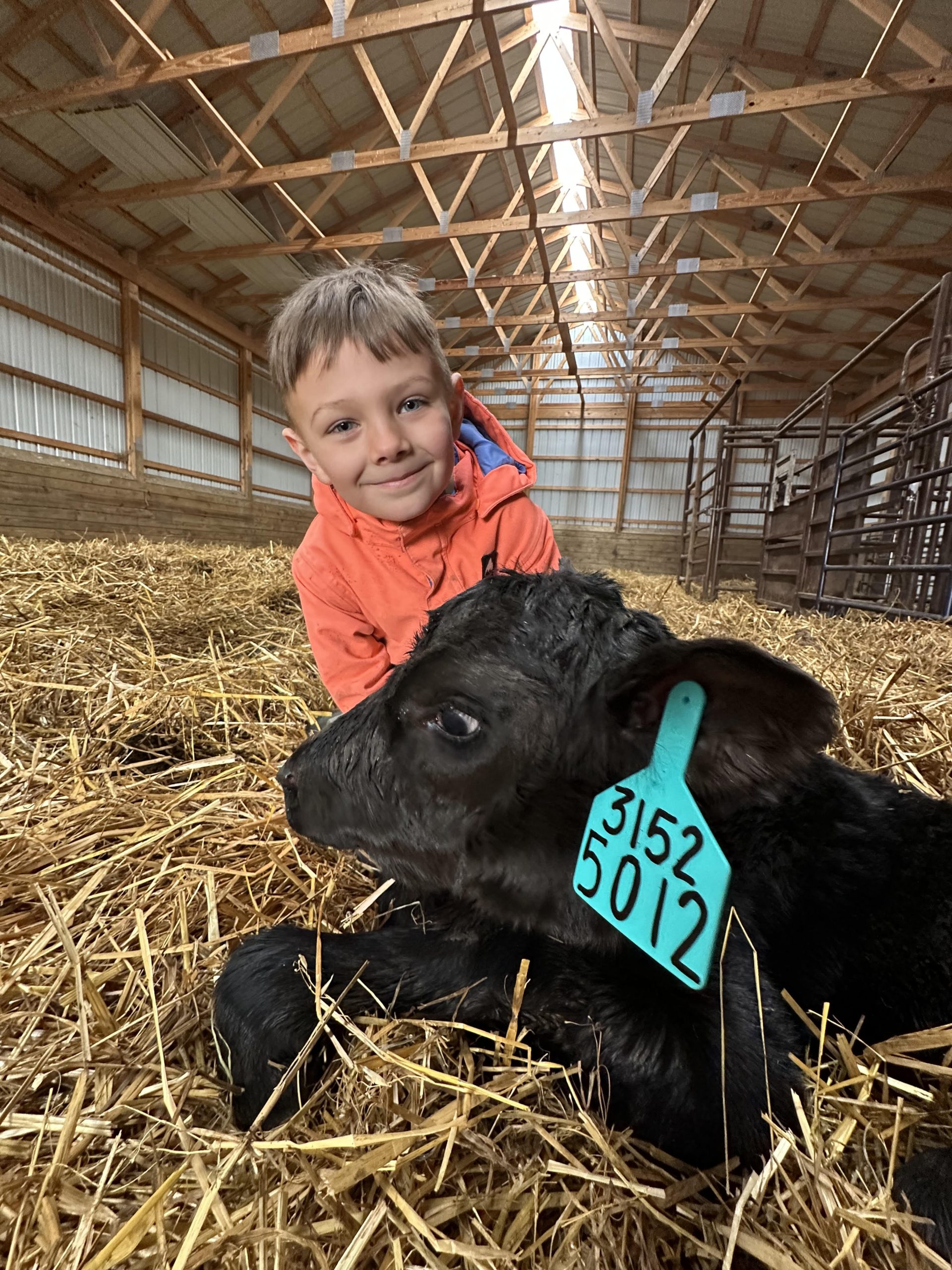 Investing in Cows for Our Kids: A Hands-On Lesson in Money ...